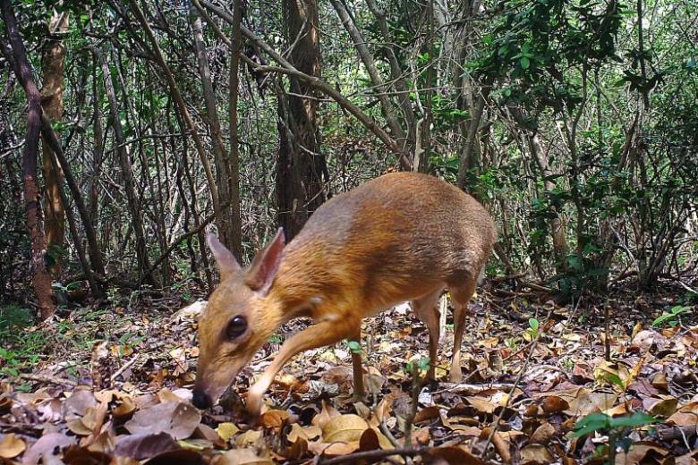 Vietnam deer rediscovered after nearly 30 years | The Straits Times