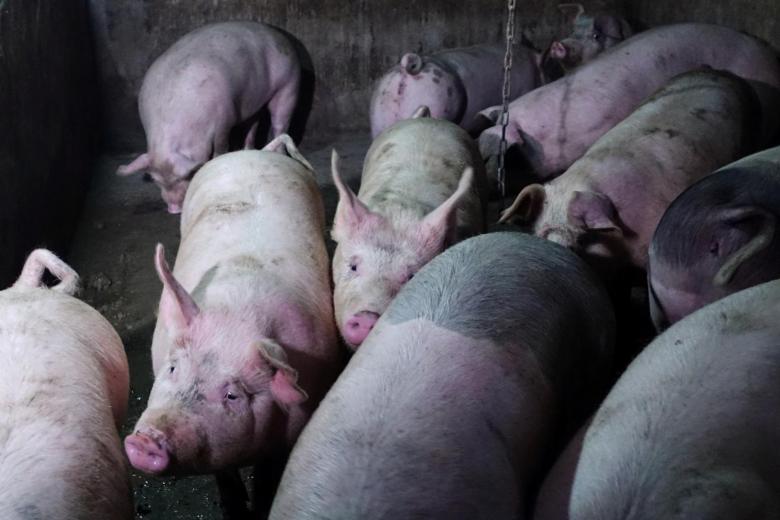 Pig infected with African swine fever washes up in Taiwan | The Straits ...