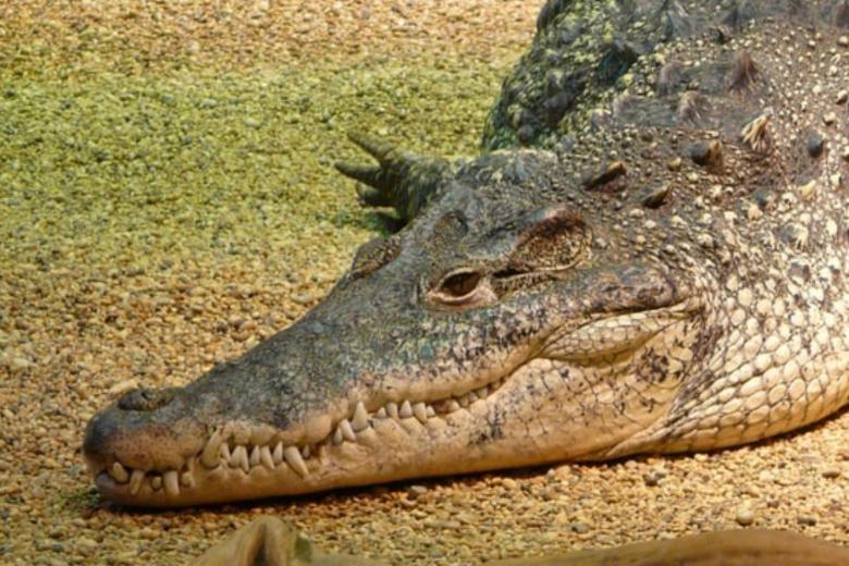 Australian man survives crocodile attack by gouging its eye | The ...