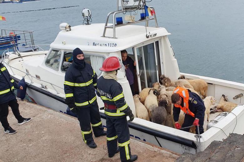 Ship with 14,600 sheep aboard capsizes off Romania | The Straits Times