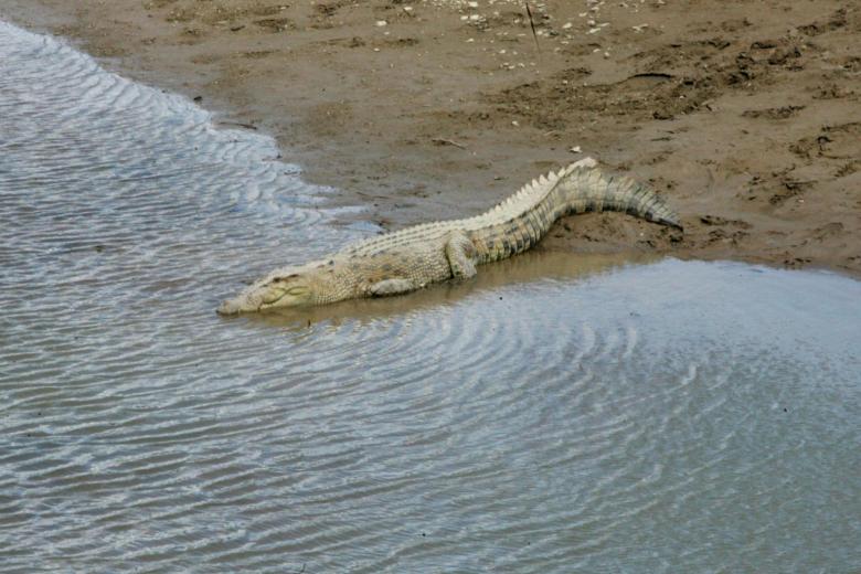 Killer crocodiles: Why are more humans being attacked in Timor-Leste ...