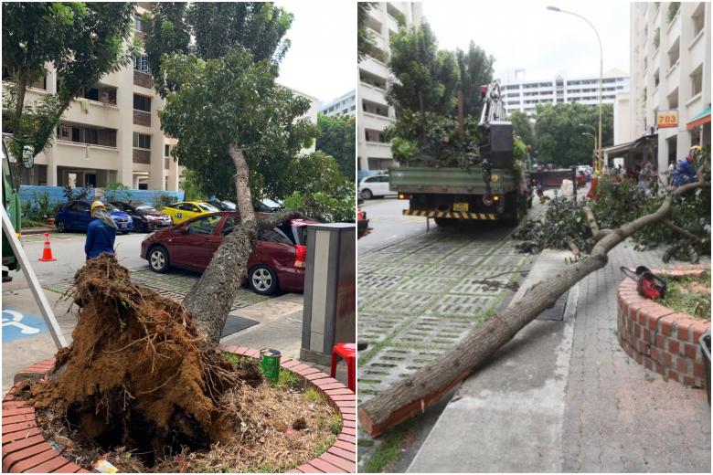 Three more trees fall as monsoon season returns | The Straits Times