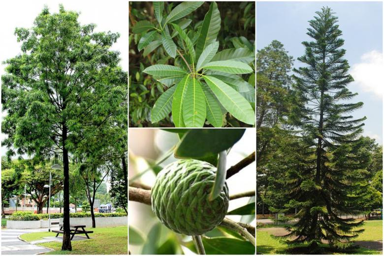Singapore's holly jolly Christmas trees | The Straits Times