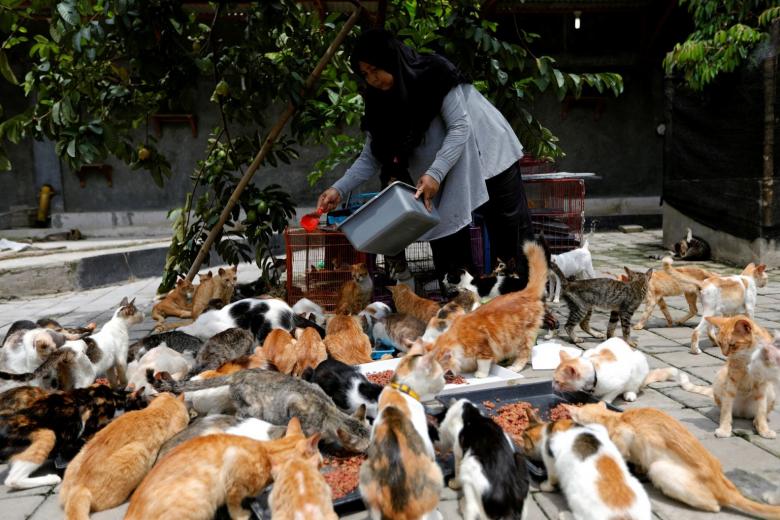 Indonesian housewife tackles homelessness for 250 feral cats | The ...