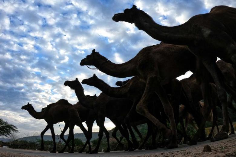 5,000 feral camels culled in drought-hit Australia | The Straits Times