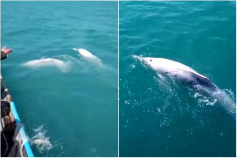 Fishermen feed albino dolphins after rare appearance in Thai Gulf | The ...