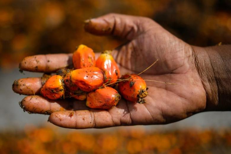ING under fire for palm oil financing as NGOs file complaint | The ...