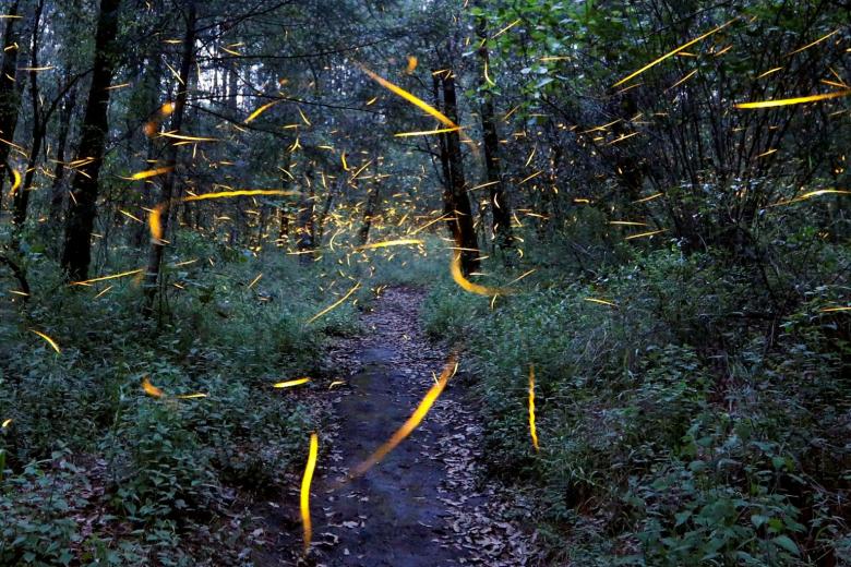Fireflies threatened globally, with light pollution a glaring problem ...