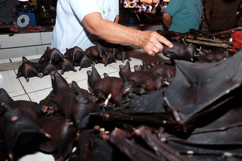 Coronavirus: Bats for sale at Indonesia's wildlife market despite calls ...