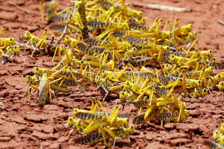'Nothing left': Kenyan mother's fields stripped by locust swarm | The ...