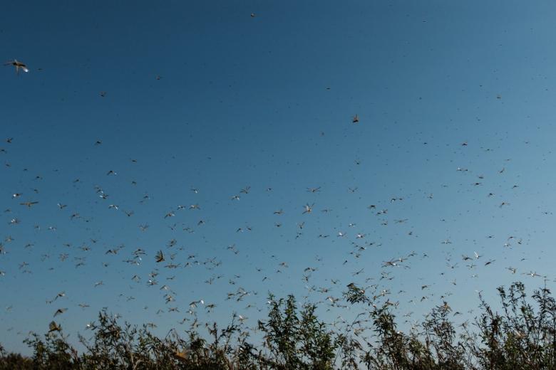 Army of 100,000 Chinese ducks on standby to combat locust swarms | The ...
