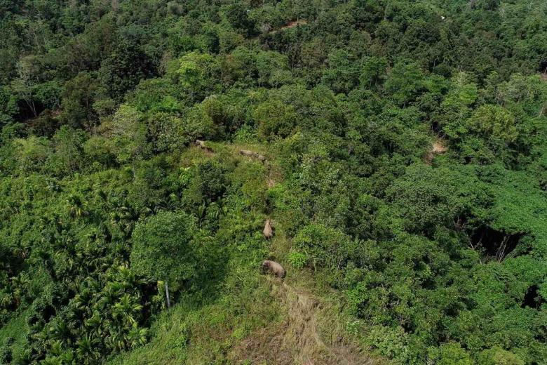 Looser rules on Indonesia timber exports spark fears for forests | The ...