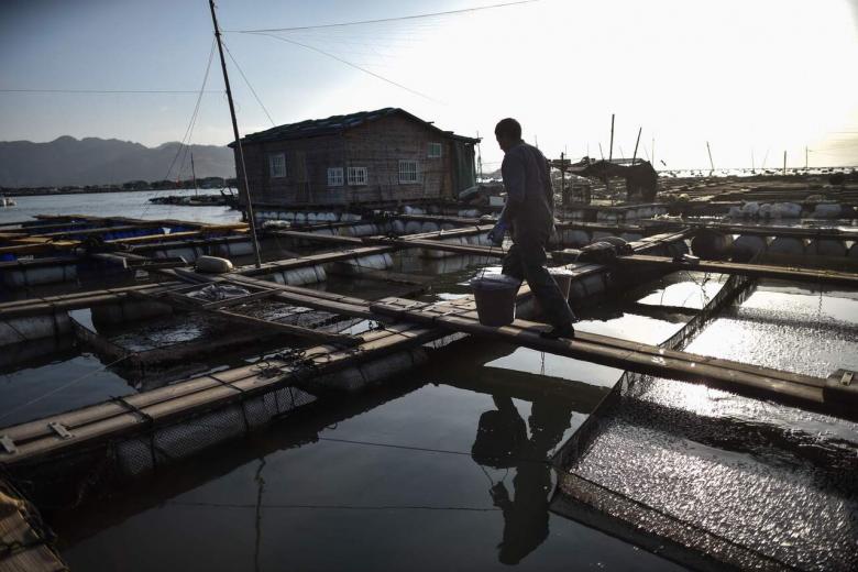 China fish farmers harvest troubled waters with floating villages | The ...