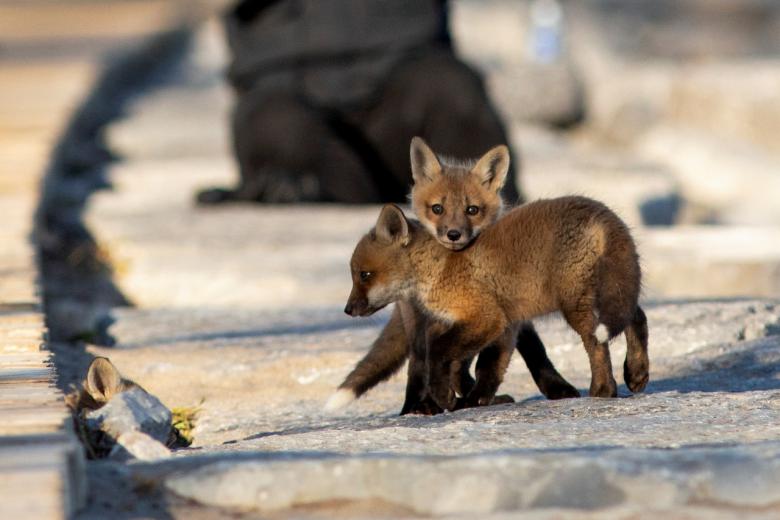 In Pictures: Adorable baby foxes draw crowd to beach boardwalk | The ...