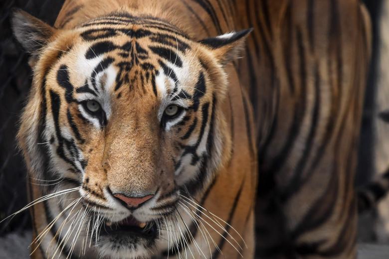 India sends 'man-eater' tiger to lifetime in captivity | The Straits Times