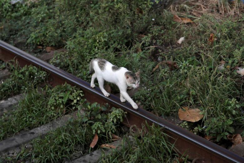 Detained 'drug smuggler' cat escapes Sri Lanka prison | The Straits Times