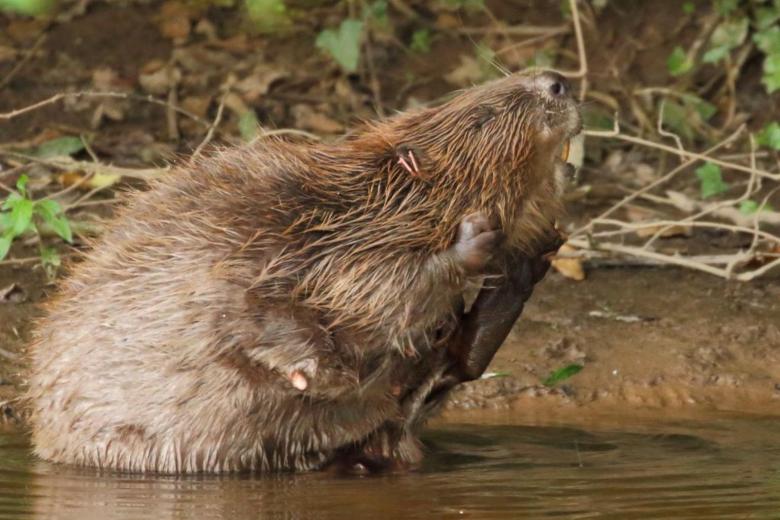 England's first wild beavers for 400 years can stay | The Straits Times