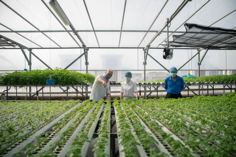 Nine high-tech farms in Singapore awarded nearly $40 million to ramp up ...