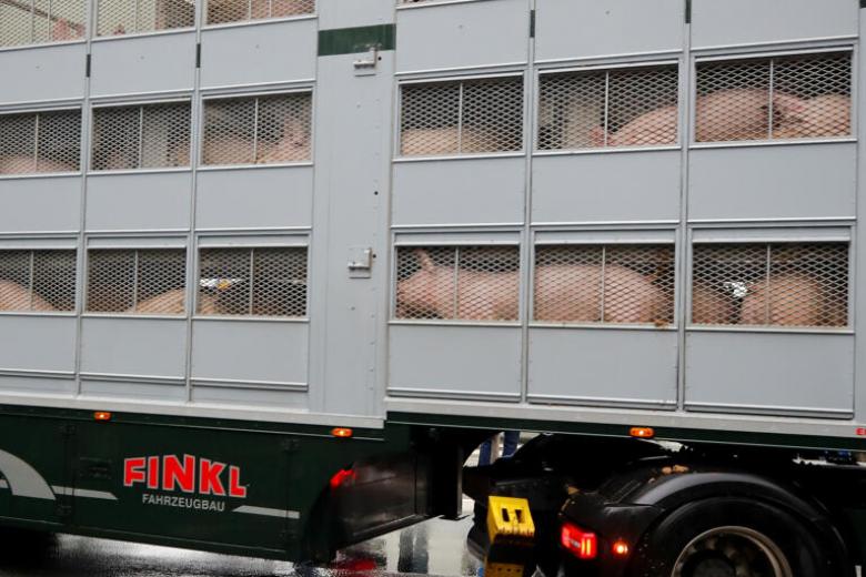 Deadly pig virus may have arrived in Europe's top pork producer | The ...