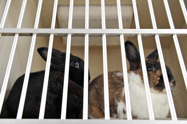 Fatal, highly contagious disease affecting only rabbits detected in ...