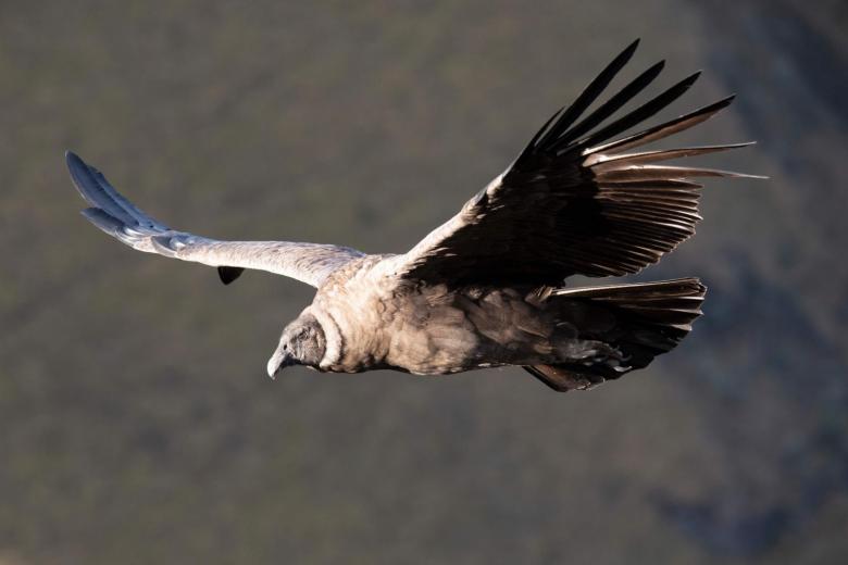In Ecuador, pair of Andean condors revives hope for species' survival ...