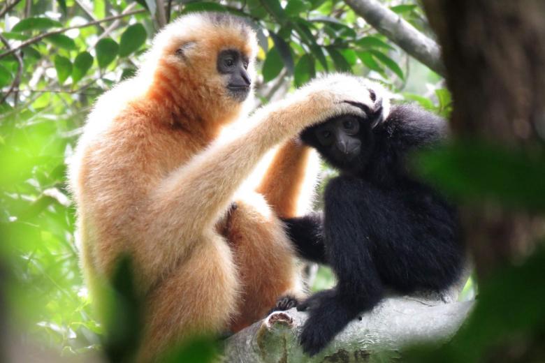 Scientists throw lifeline to world's rarest primate | The Straits Times