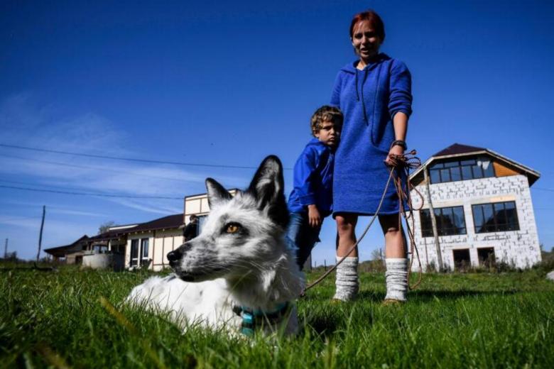 Siberian scientists breeding foxes for pets look into human link | The ...