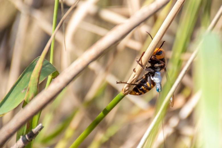 'Murder hornet' nest vacuumed out of tree in Washington | The Straits Times