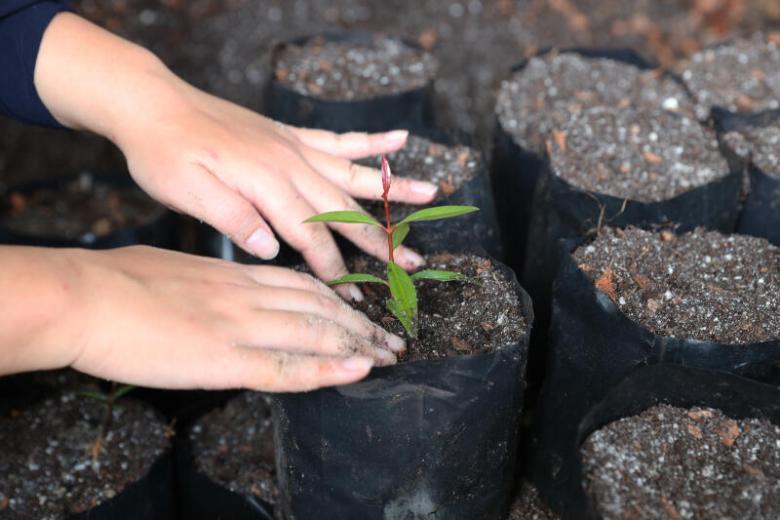 Planting a greener earth | The Straits Times