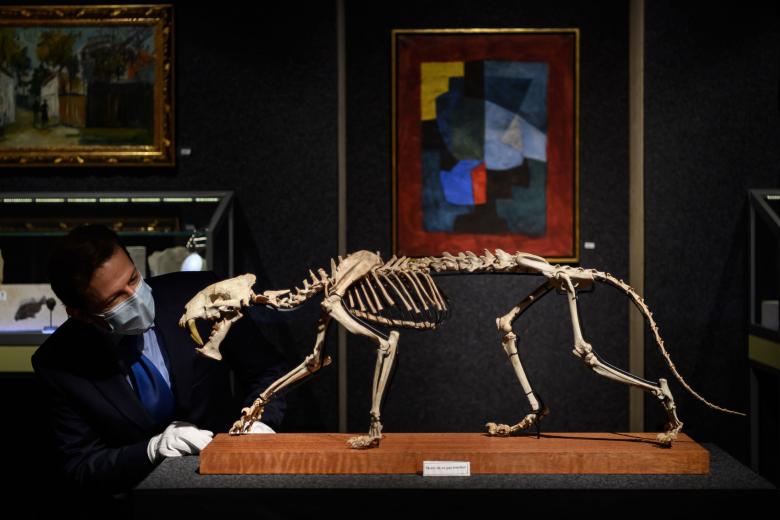 'Sabre-toothed tiger' skeleton sells for $112,000 | The Straits Times