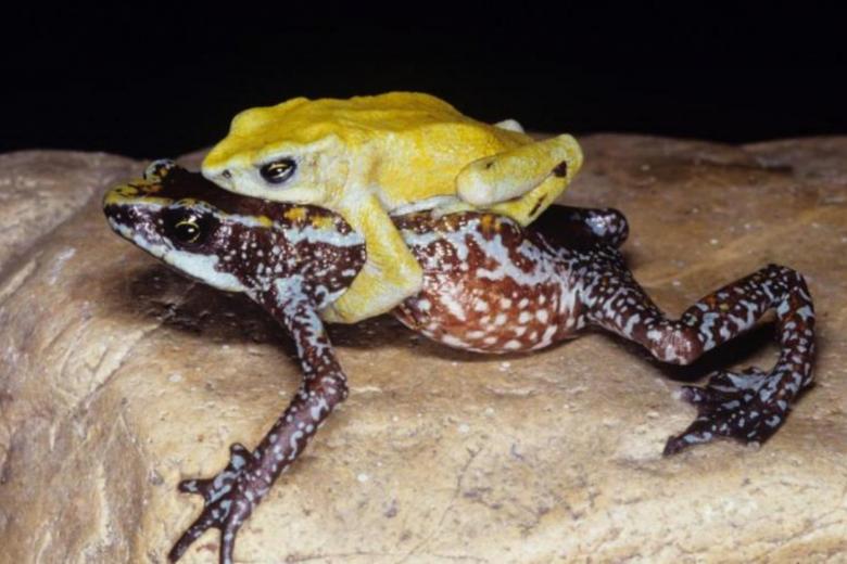 Climate change spurring frog extinctions: conservationists | The ...