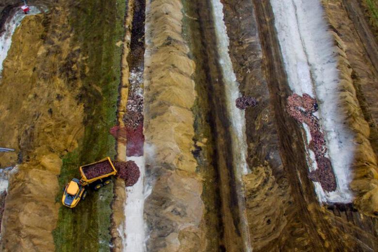 Denmark to exhume millions of minks culled over coronavirus | The ...