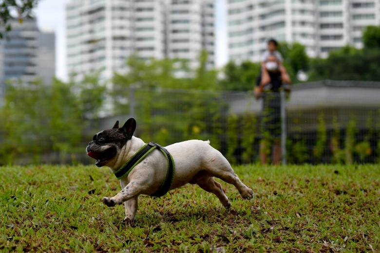 When mummy is the pet party-pooper | The Straits Times