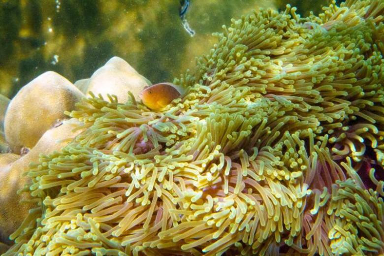 'Corals are being cooked': A third of Taiwan's reefs are dying | The ...