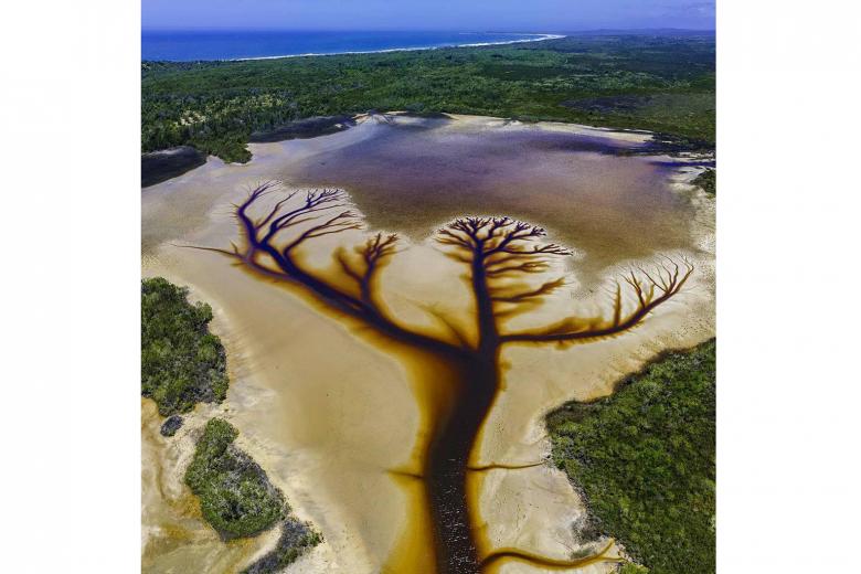 'Tree of life' sprouts in Aussie lake | The Straits Times