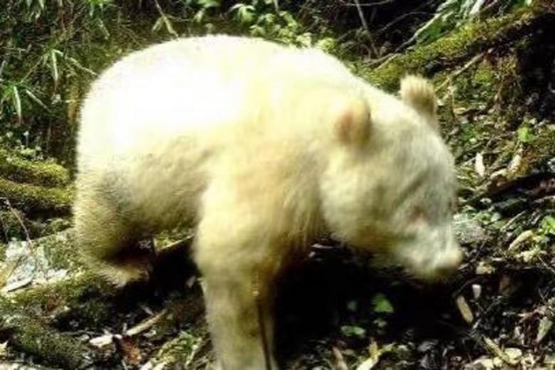 World's only all-white panda resurfaces in China's Sichuan province ...