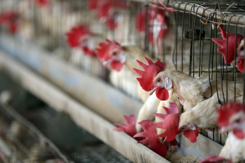 Philippines now free of H5N6 bird flu, but monitoring another strain ...