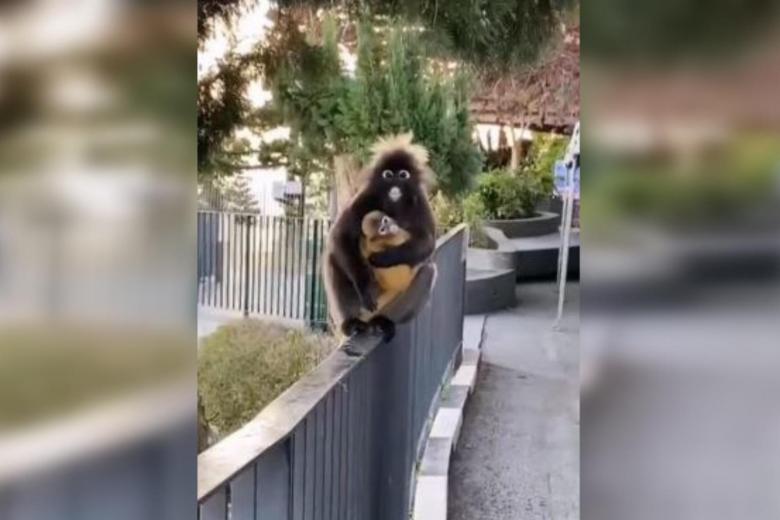 As Malaysians hunker down during Covid-19 lockdown, animals come out to ...