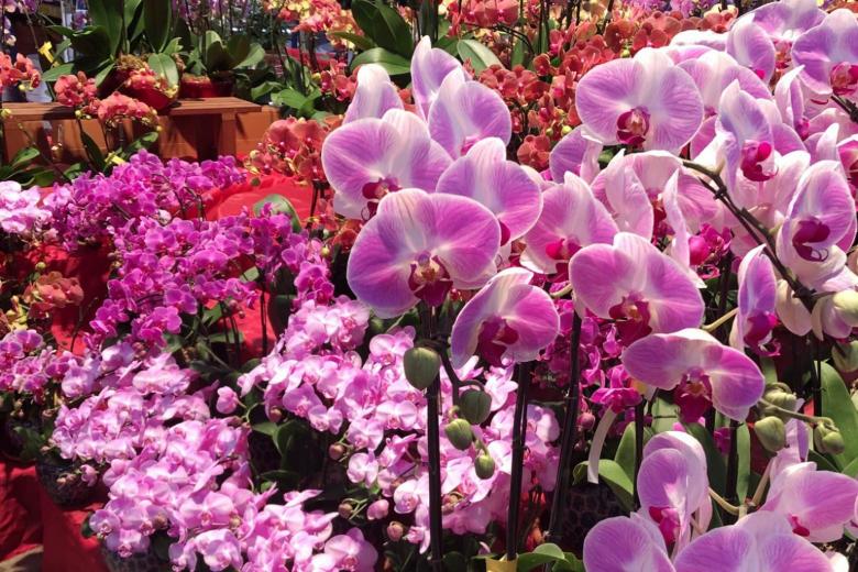 The Life List: 5 classic festive plants to bring on the cheer | The ...