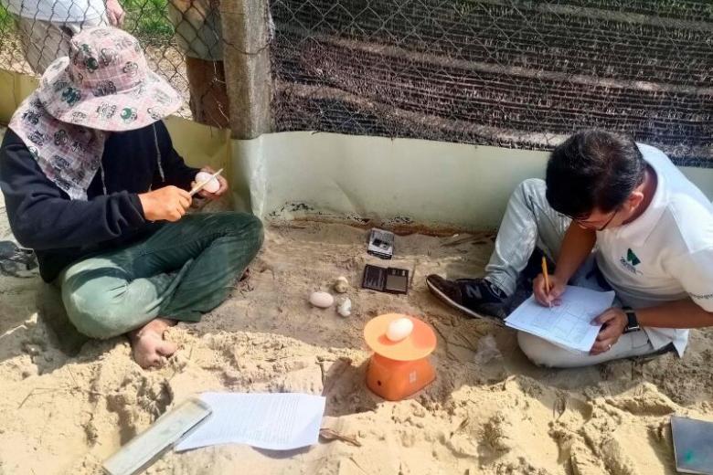 Cambodia's Royal Turtle lays eggs in captivity for first time | The ...