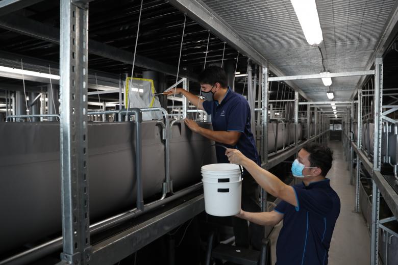 Prawn farm in Tuas scales new heights with high-tech vertical system ...