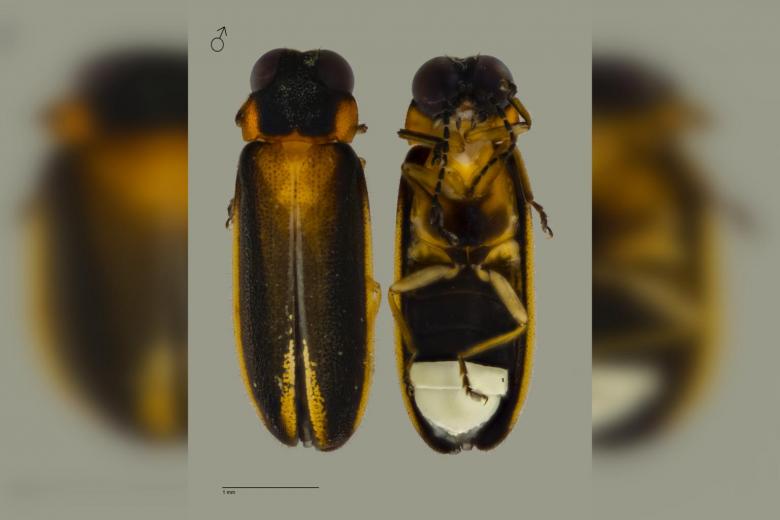 New firefly species found, first such discovery here in more than a ...