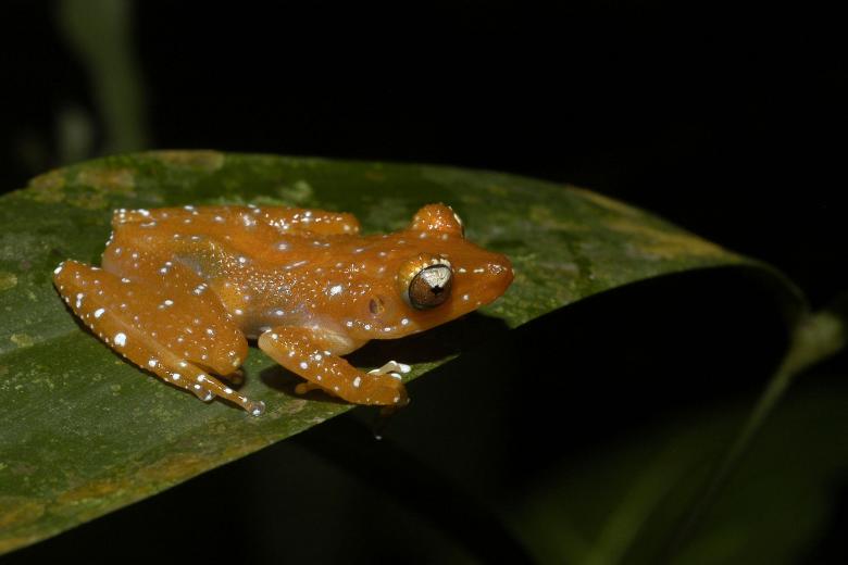 An old frog finds a new home in the Singapore Botanic Gardens | The ...