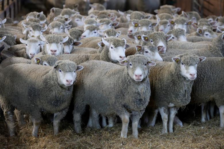 China to investigate use of banned drug in sheep farms | The Straits Times