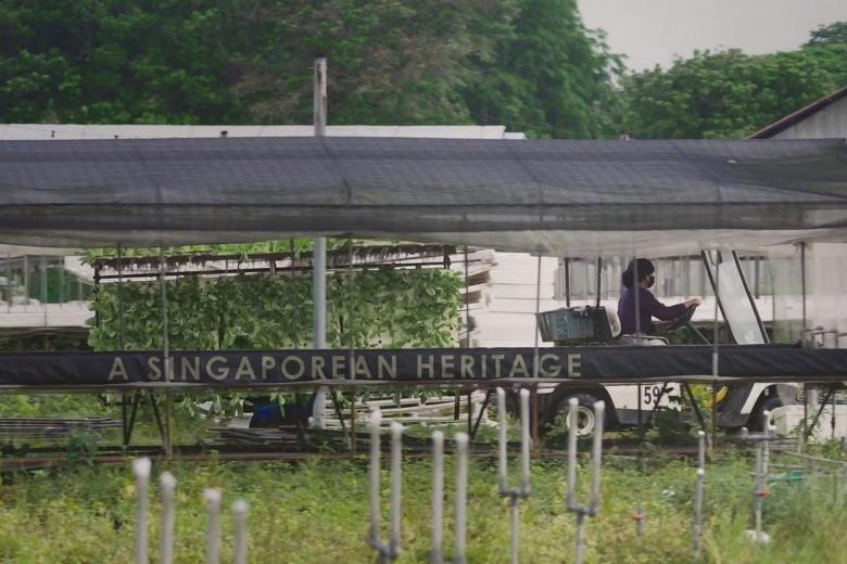 Saying goodbye to a family farm after 60 years | The Straits Times