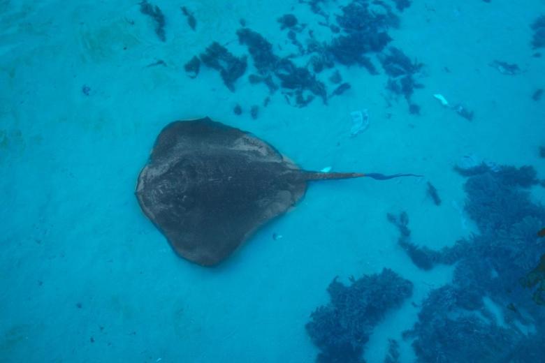 Stingray injures man in Sentosa: What to do if you are stung | The ...