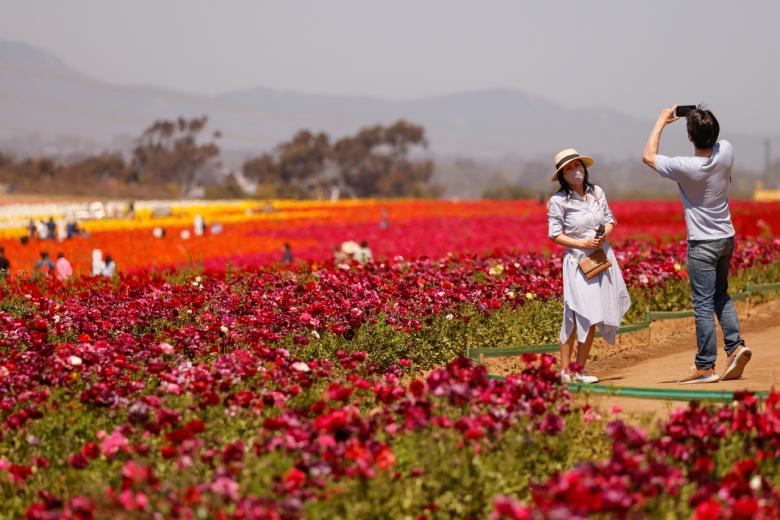 California's Carlsbad Flower Fields welcome visitors with full blooms ...