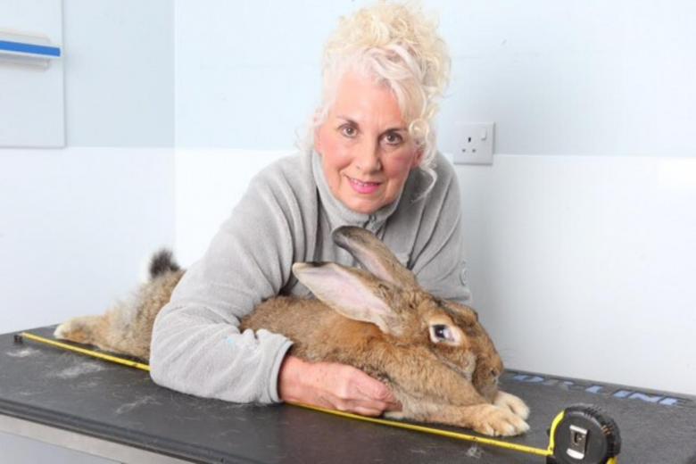 British police hunt for thieves who stole world's biggest rabbit | The ...
