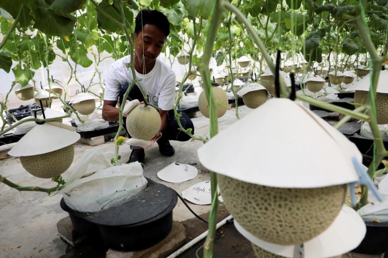 Music and massage: Malaysian farmers attempt to grow prized Japanese ...