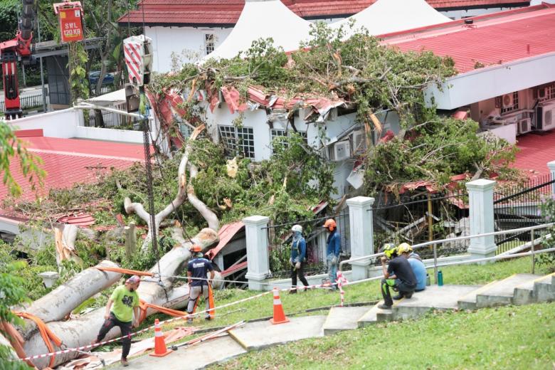 24m-tall tree that fell on Tanglin CC after Saturday's rain finally ...